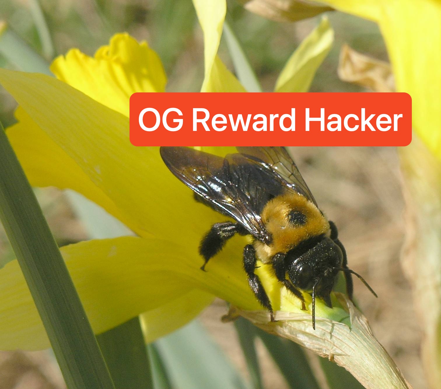 OpenPipe | RL For Agents